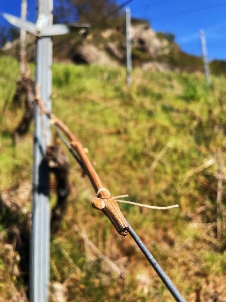 Fertig gebunden – Weingut Toni Jost